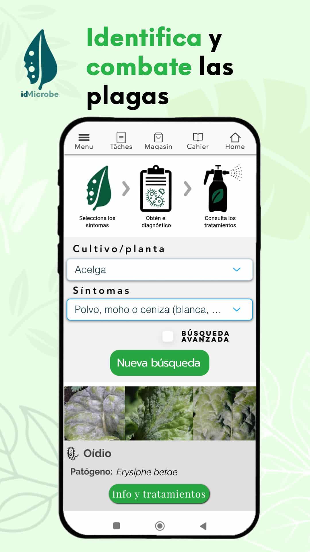 plagas y enfermedades en cultivos (18) - besemoslatierra